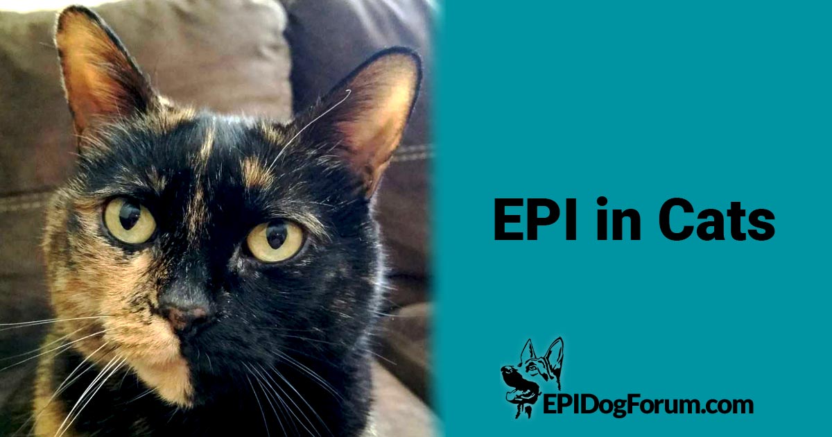 EPI in Cats | EPIDogForum.com